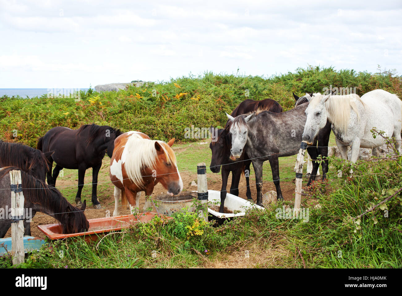 horse, animal, farm, scenery, countryside, nature, beautiful ...
