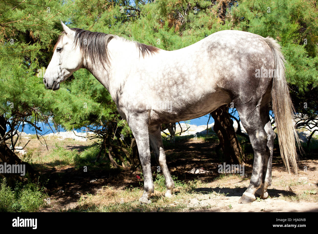 tree, animal, farm, vegetation, beautiful, beauteously, nice, big ...