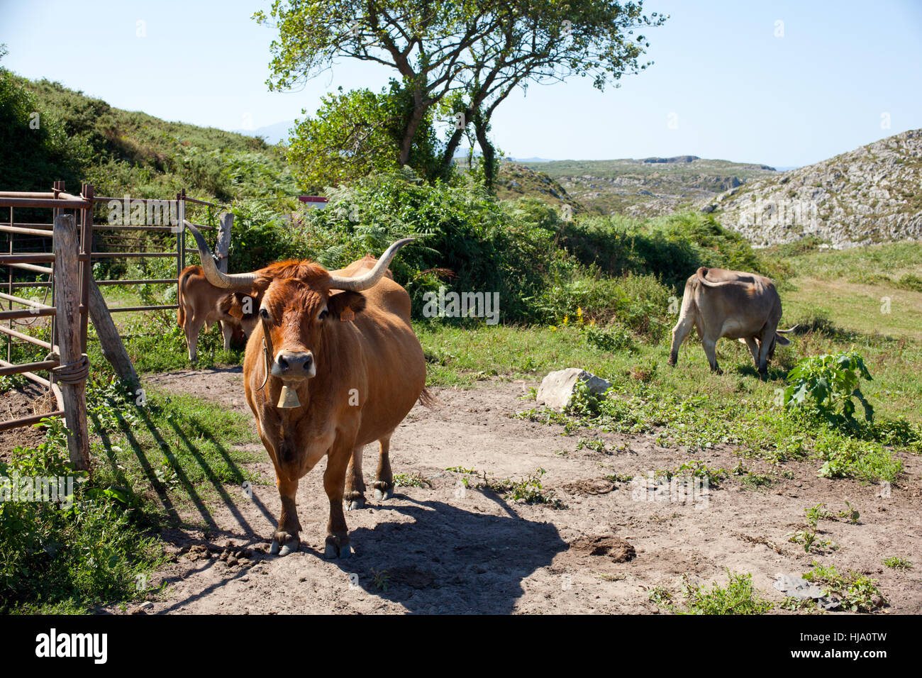 animal, cow, farm, pasture, scenery, countryside, nature, blue, tree ...