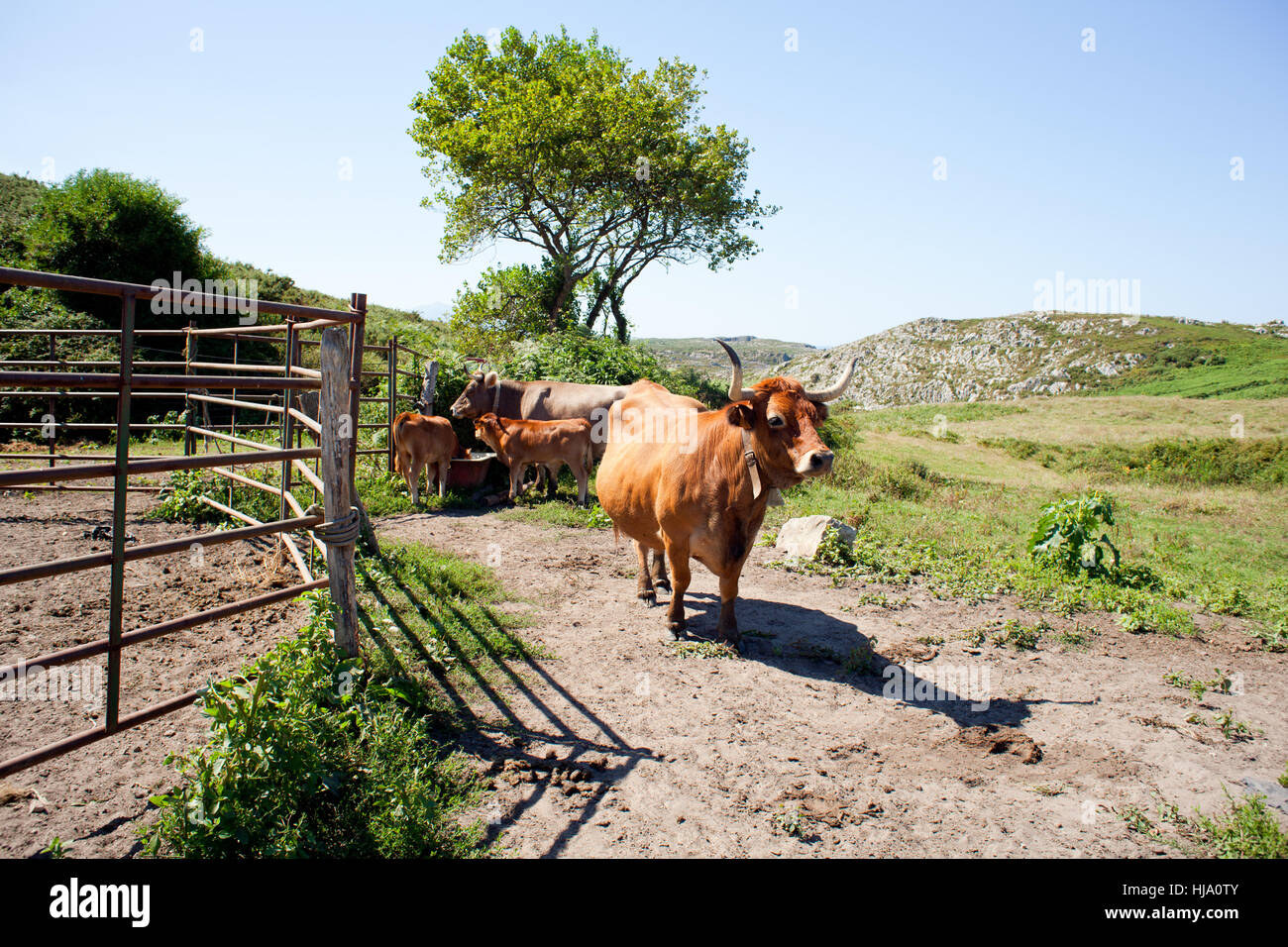 animal, cow, farm, pasture, scenery, countryside, nature, blue, tree ...