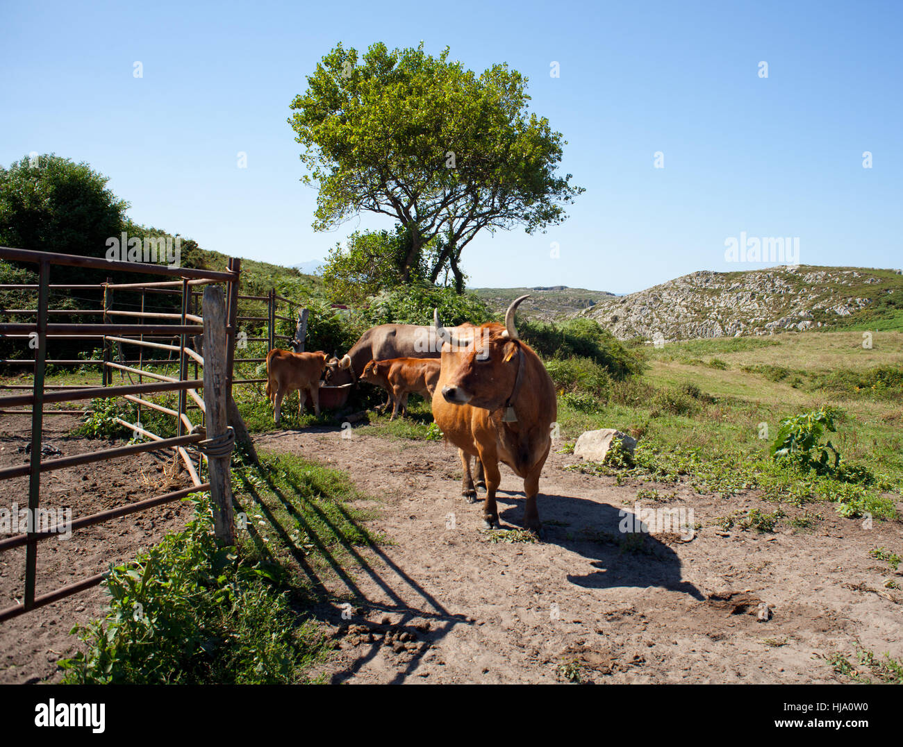animal, cow, farm, pasture, scenery, countryside, nature, blue, tree ...