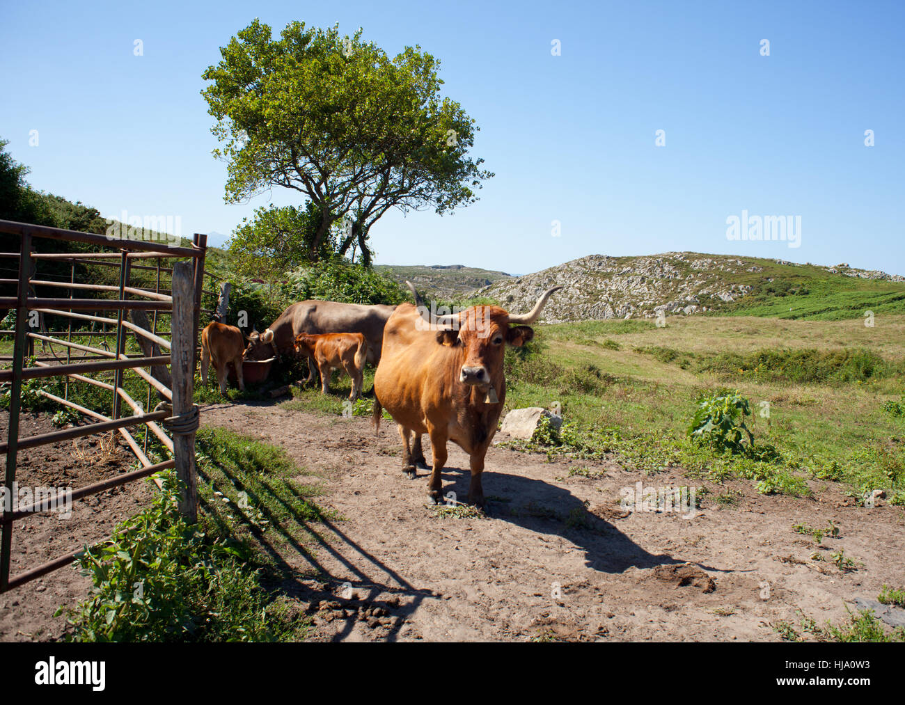 animal, cow, farm, pasture, scenery, countryside, nature, blue, tree ...