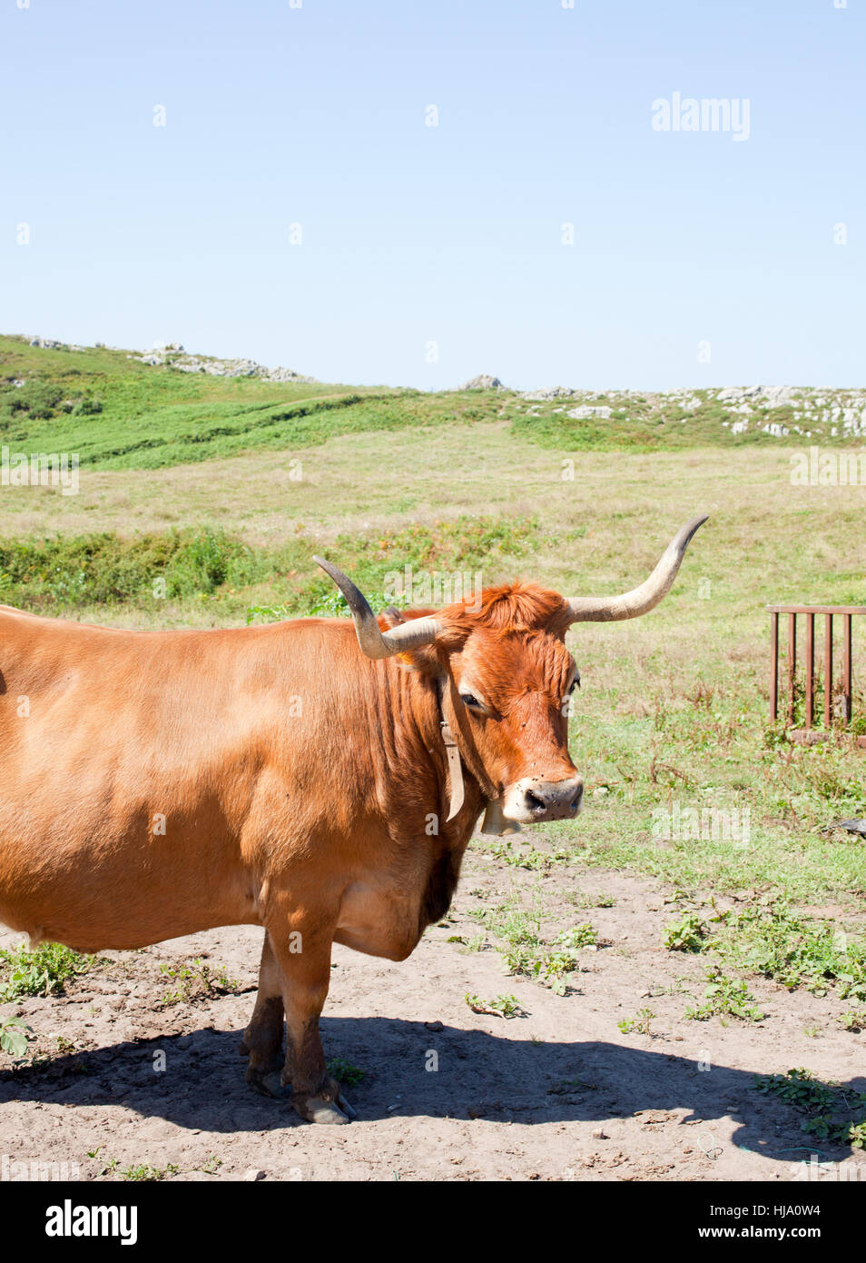 animal, cow, farm, pasture, scenery, countryside, nature, blue, tree ...