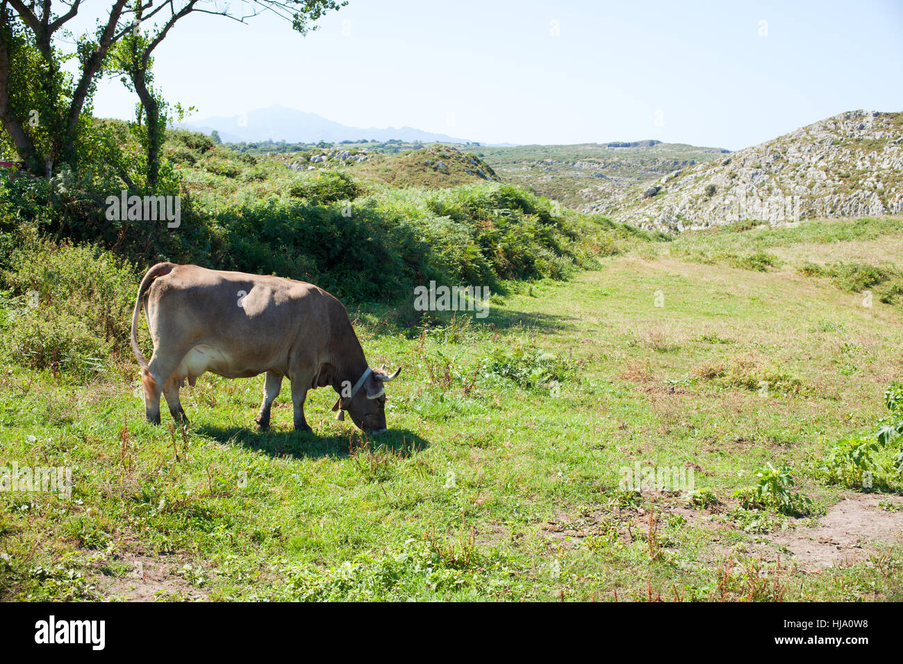 animal, cow, farm, pasture, scenery, countryside, nature, blue, tree ...