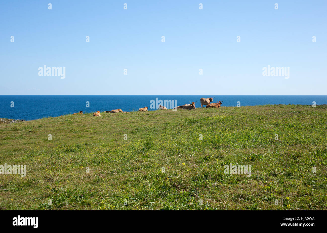 animal, cow, farm, pasture, scenery, countryside, nature, blue, tree ...