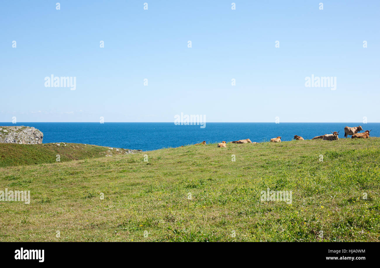 animal, cow, farm, pasture, scenery, countryside, nature, blue, tree ...