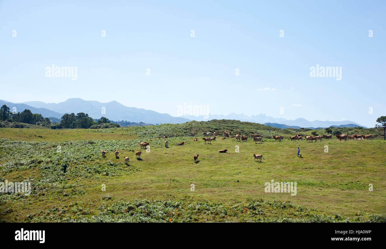 animal, cow, farm, pasture, scenery, countryside, nature, blue, tree ...