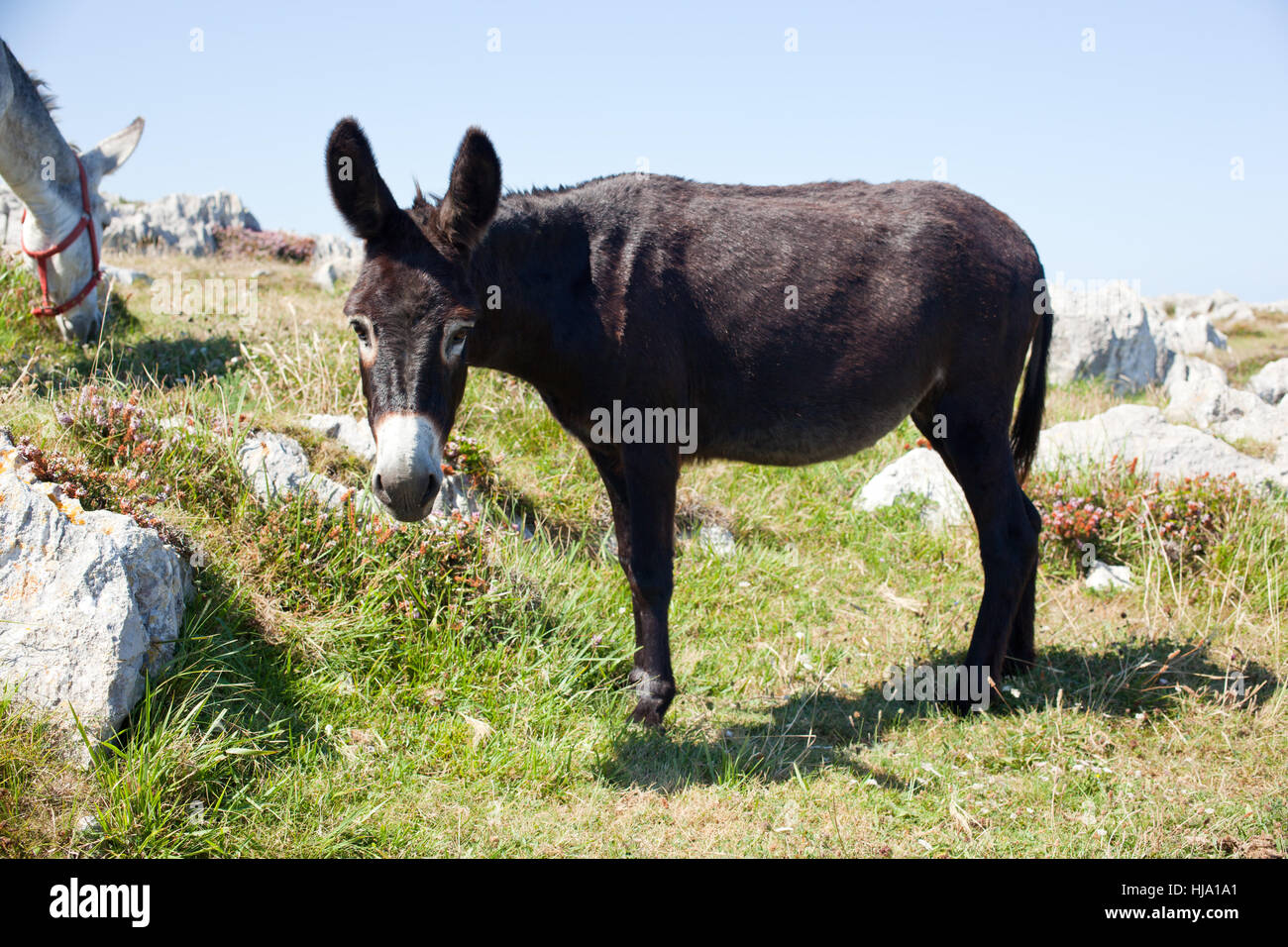 horse, animal, farm, donkey, scenery, countryside, nature, profile ...