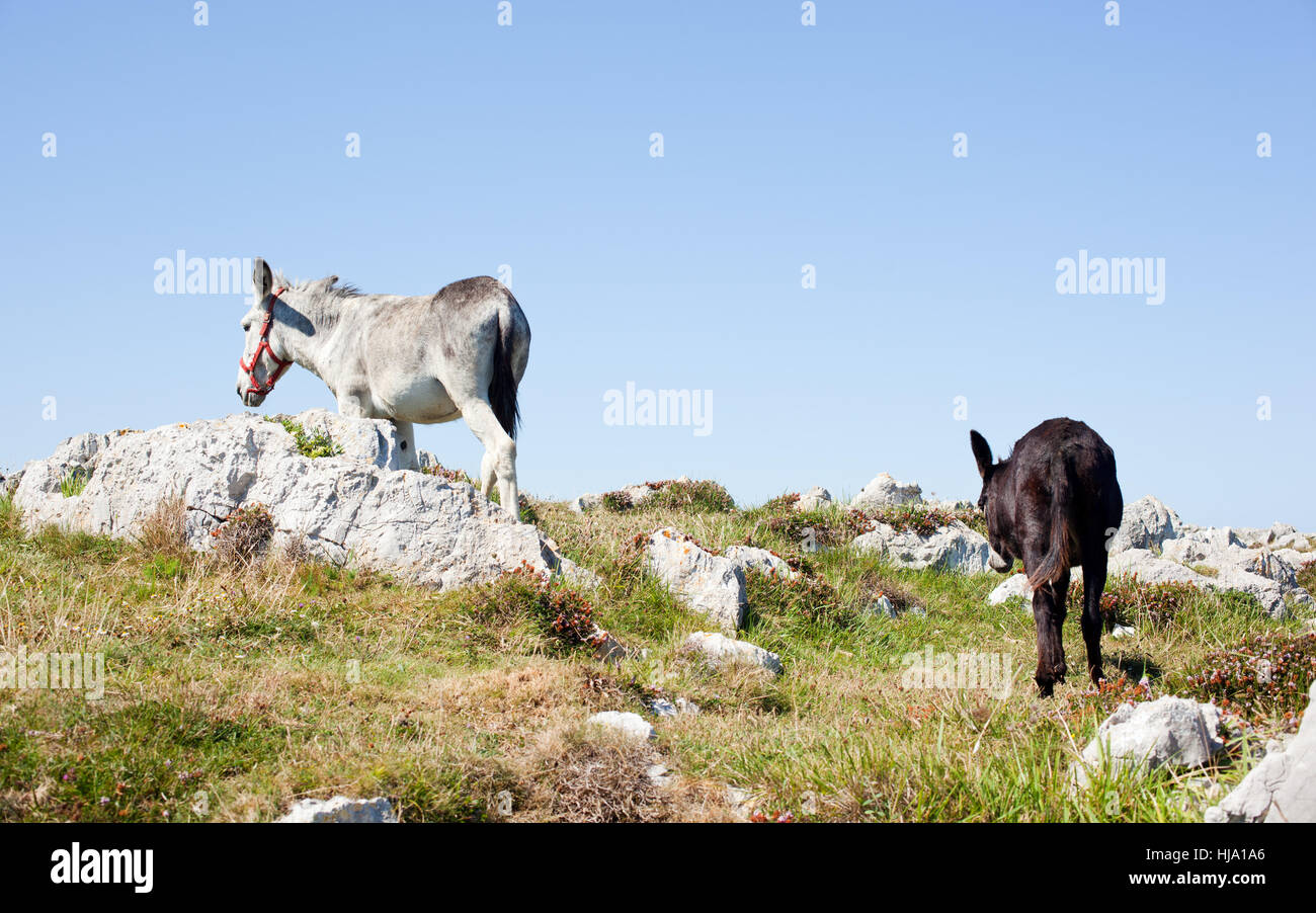 horse, animal, farm, donkey, scenery, countryside, nature, profile ...