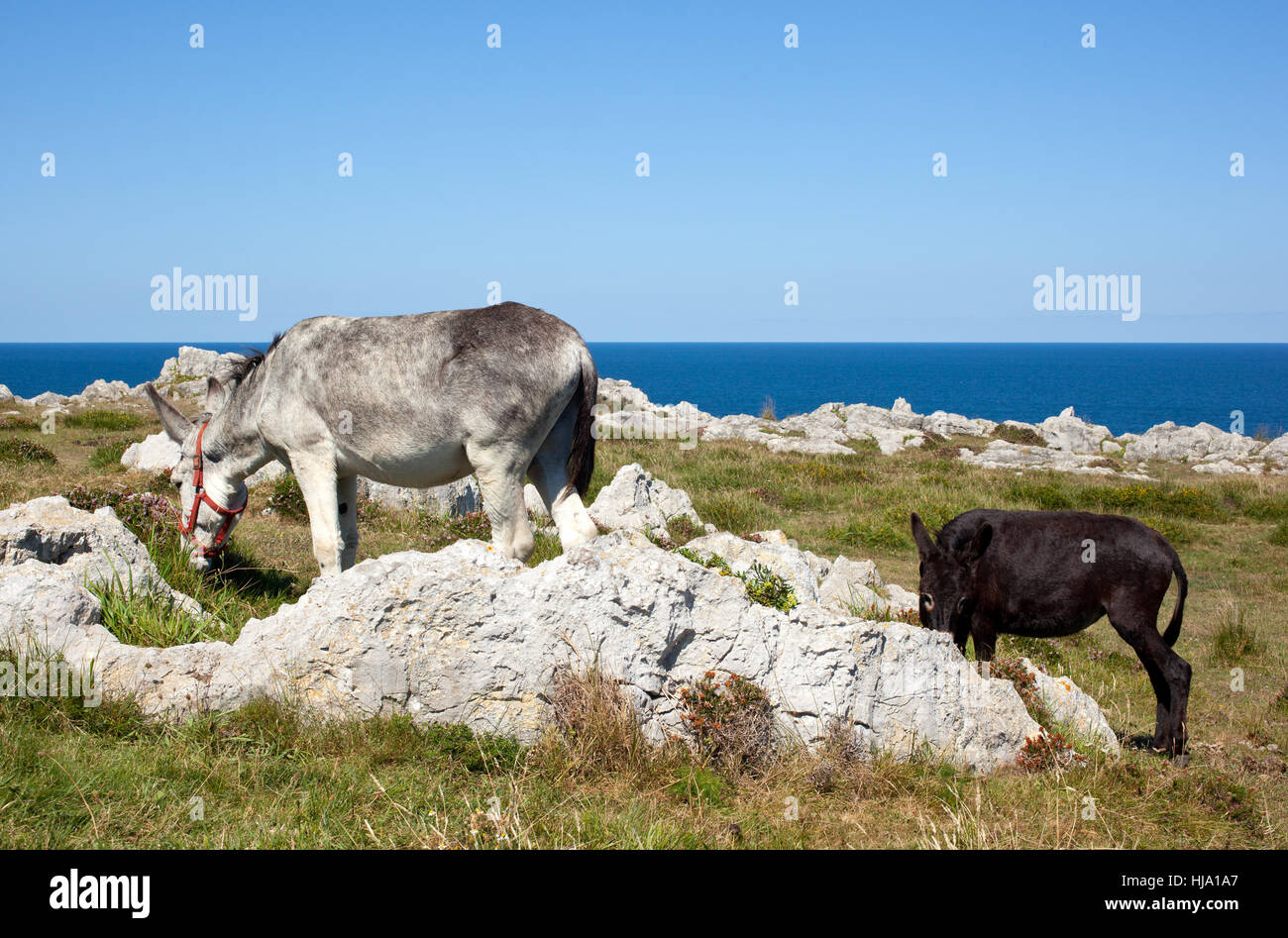 horse, animal, farm, donkey, scenery, countryside, nature, profile ...