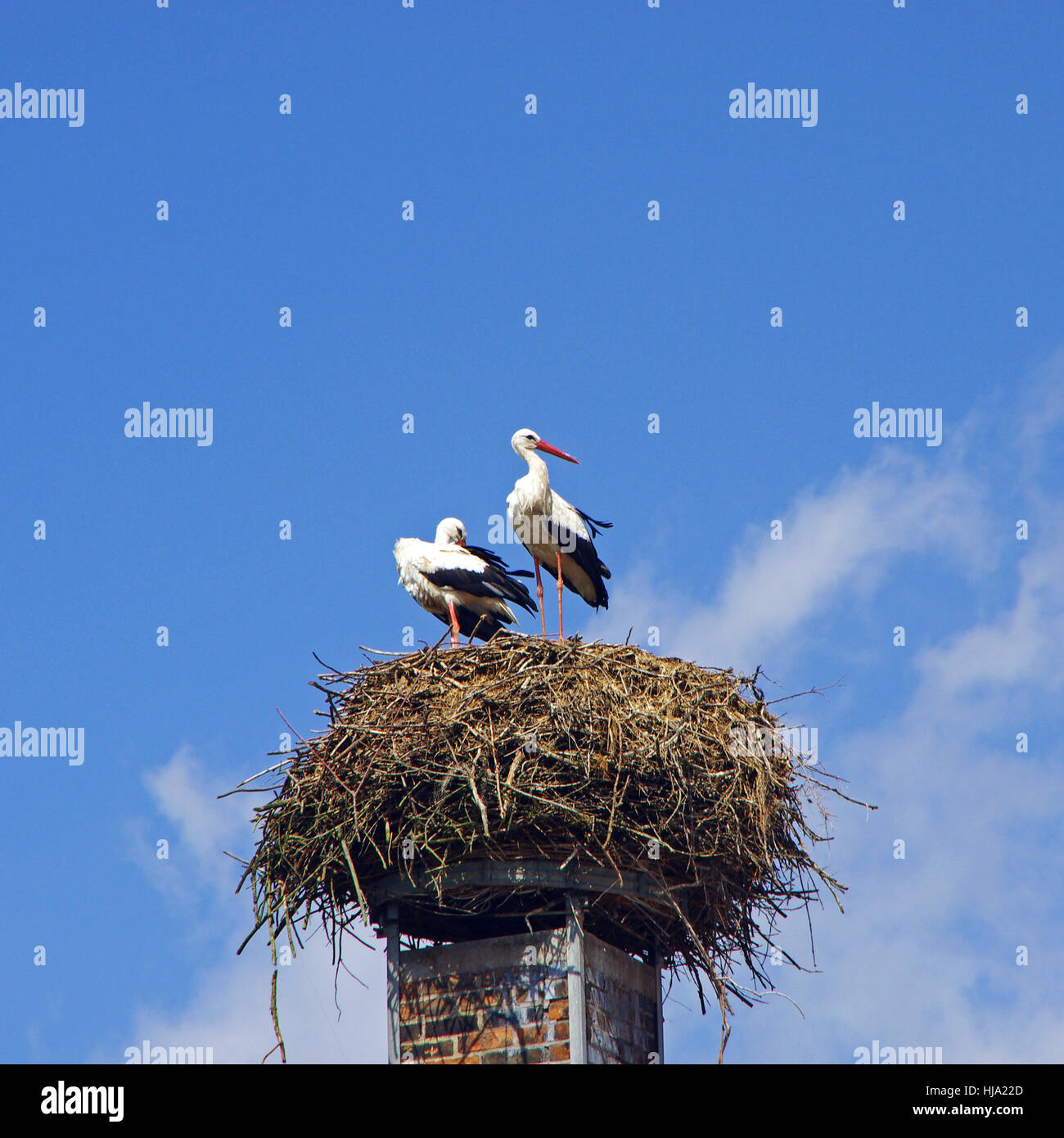 blue, birth, childbirth, parturition, delivery, bird, birds ...