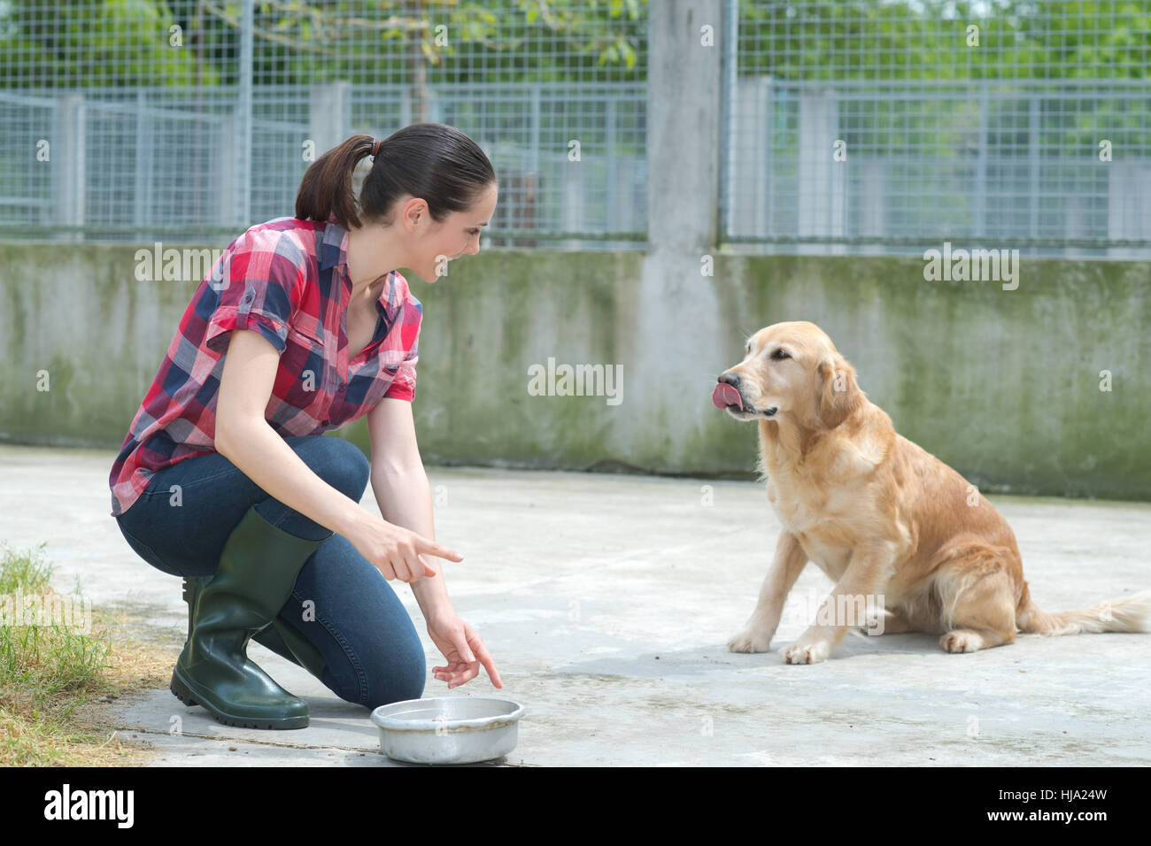 animal shelter volunteer feeding the dogs Stock Photo - Alamy