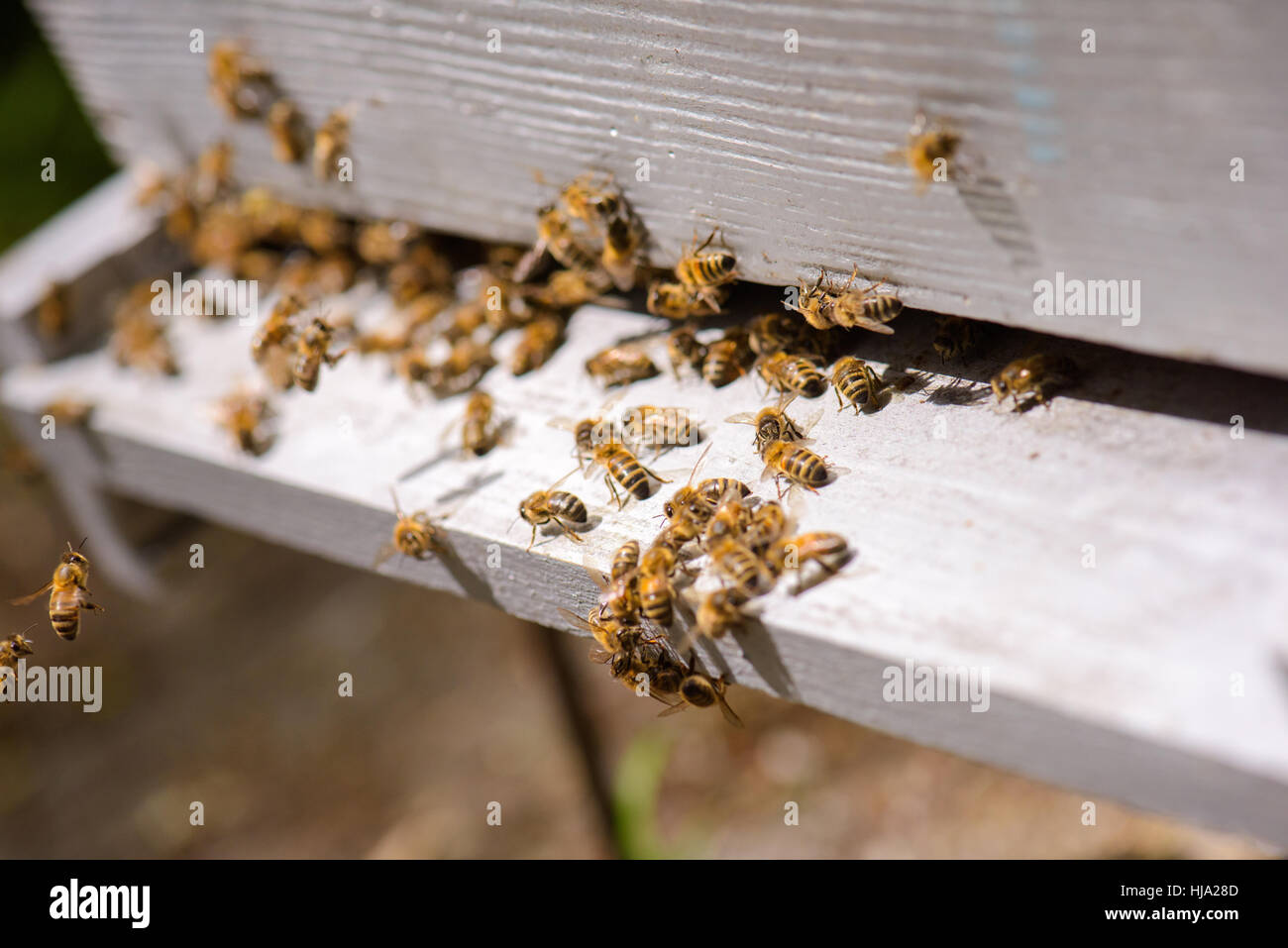 Protect the hive hi-res stock photography and images - Alamy