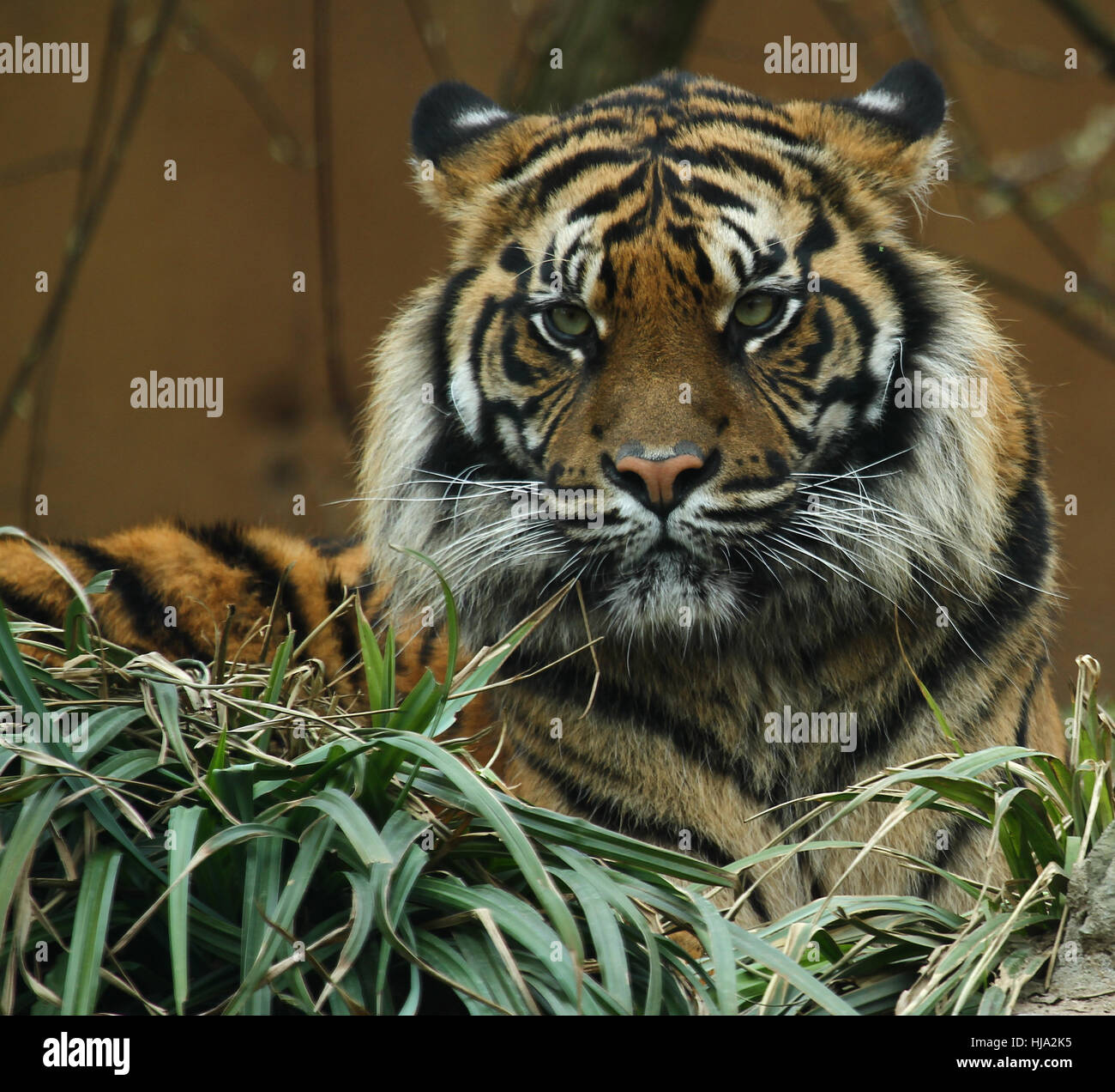 portrait, big cat, feline predator, eyes, look, glancing, see, view ...