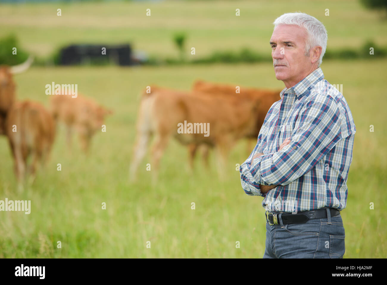 Portrait of mature man in field with cattle Stock Photo - Alamy