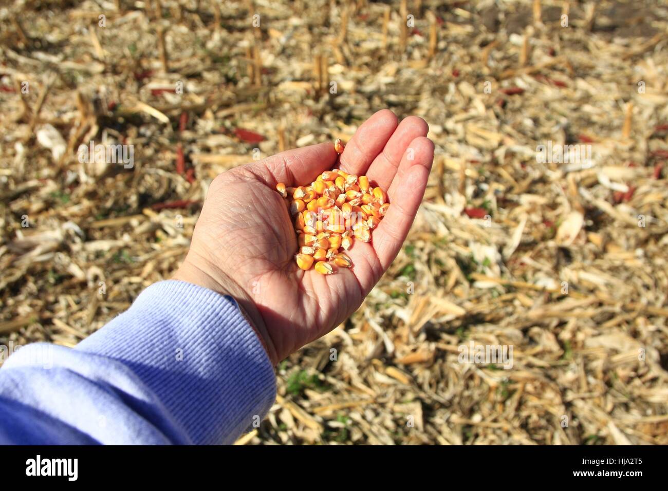 corn on hand Stock Photo - Alamy