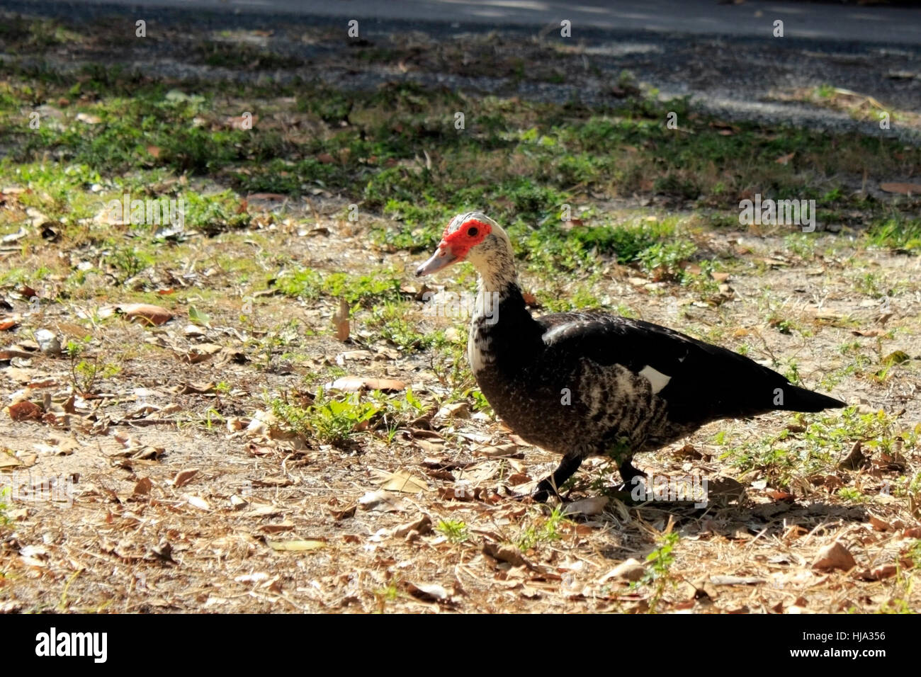 profile, colour, closeup, animal, bird, green, ground, soil, earth ...