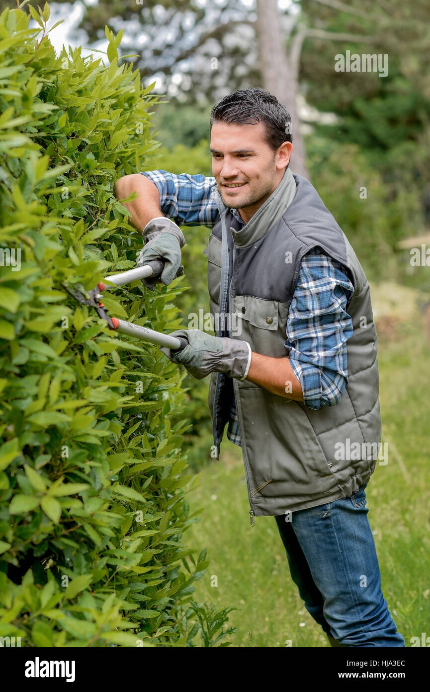 Man pruning hedge with shears Stock Photo - Alamy
