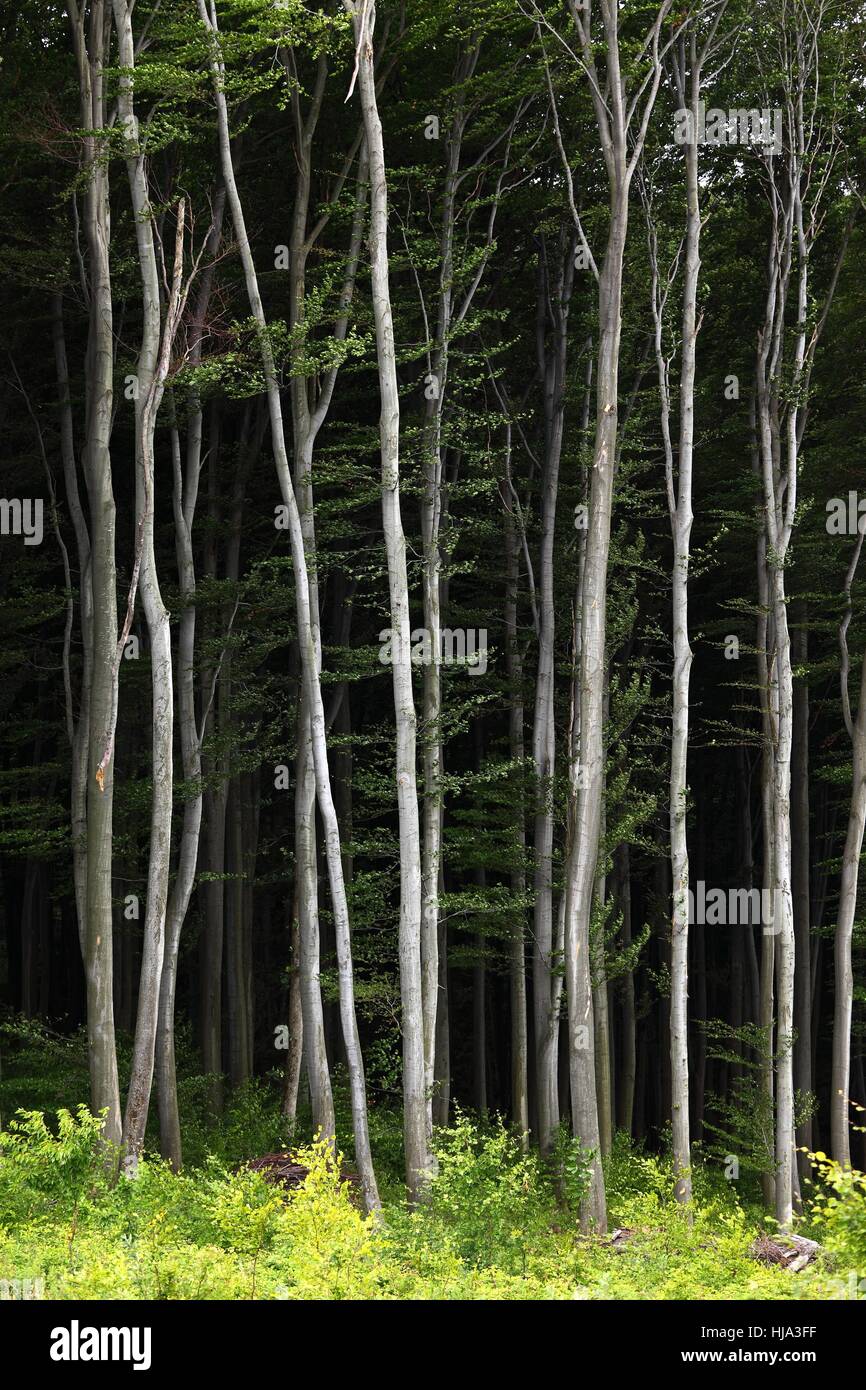 tree, trees, woods, edge, dense, dark, high, tall, forest, big, large ...