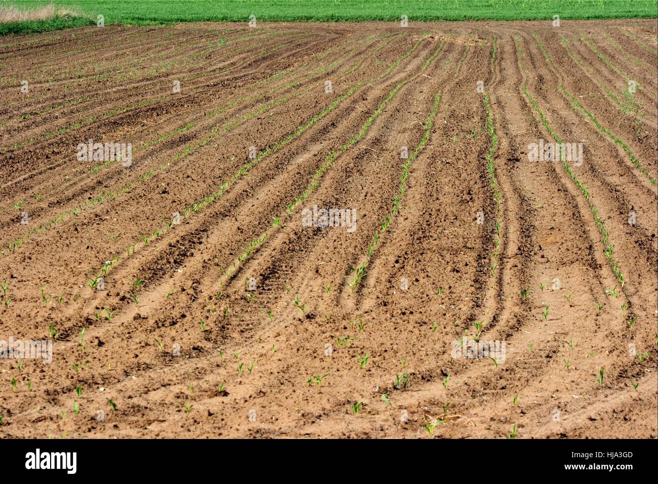 agriculture, farming, field, spring, wheat, lawn, green, fresh, nature ...