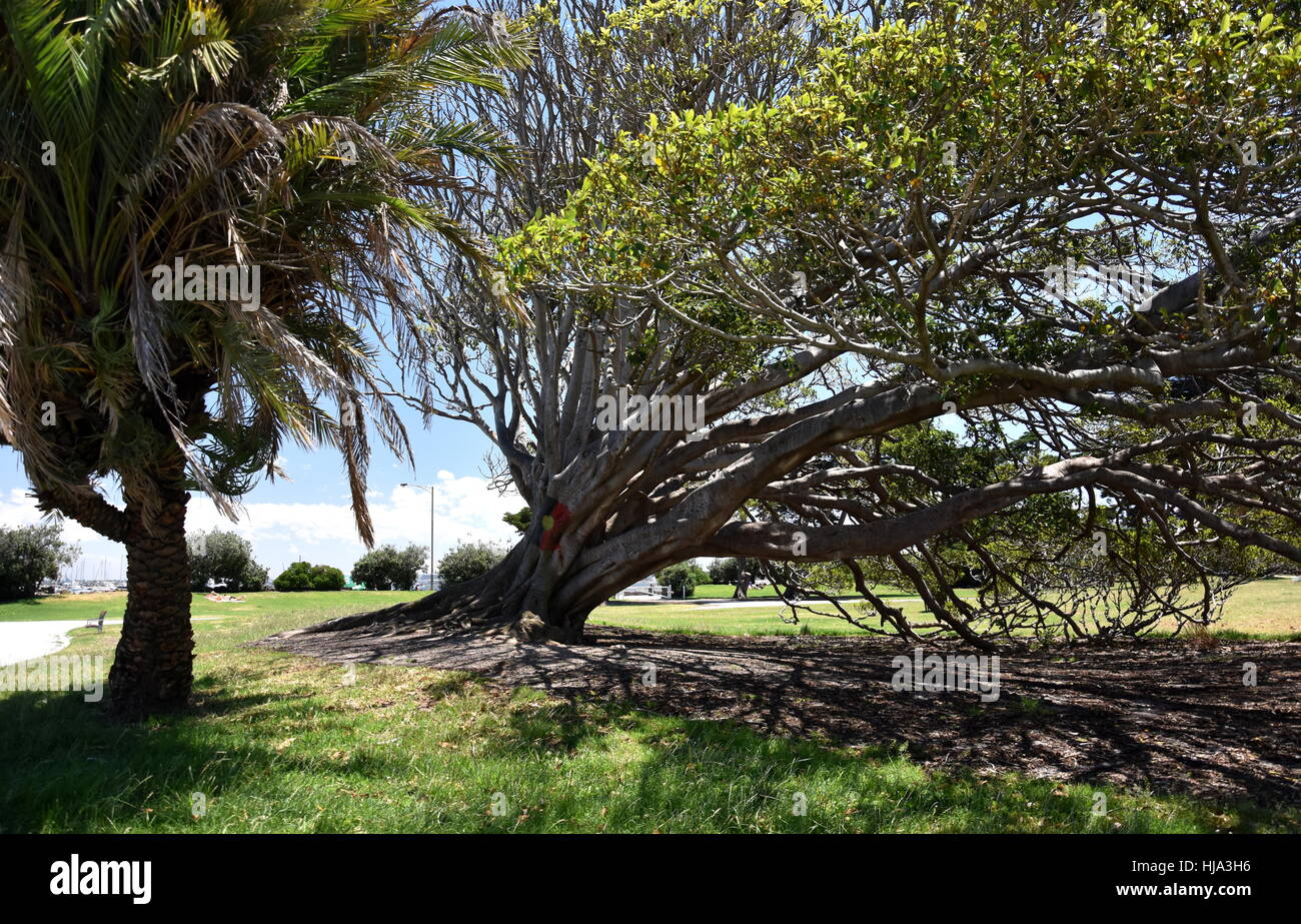 Aboriginal flag sign on the tree. Catani Gardens in St Kilda, Melbourne ...