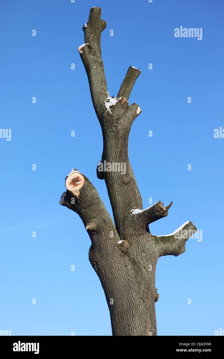 Truncated tree hi-res stock photography and images - Alamy