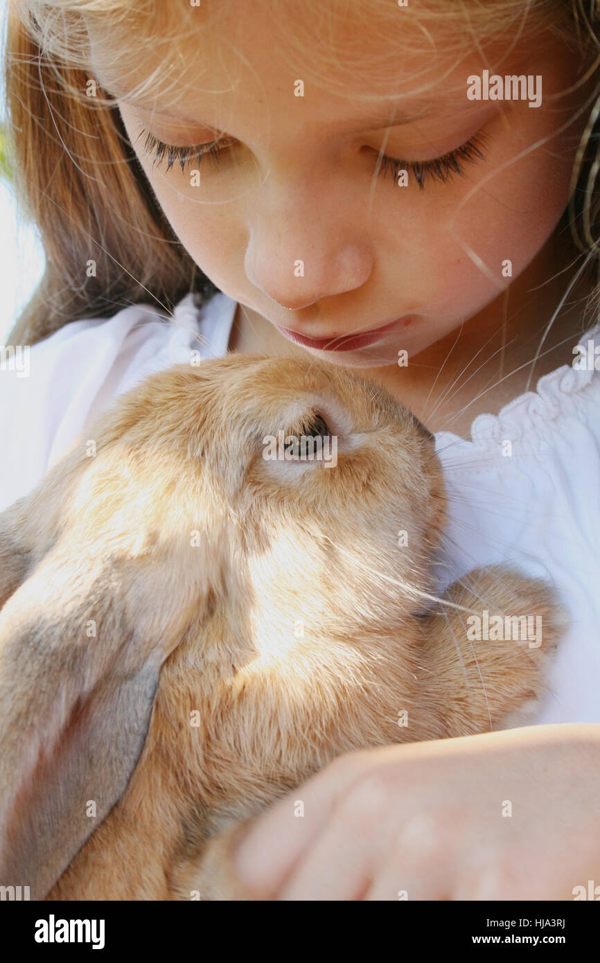 leaf, animal, animals, rabbit, hare, hold, consolation, hares, comfort ...