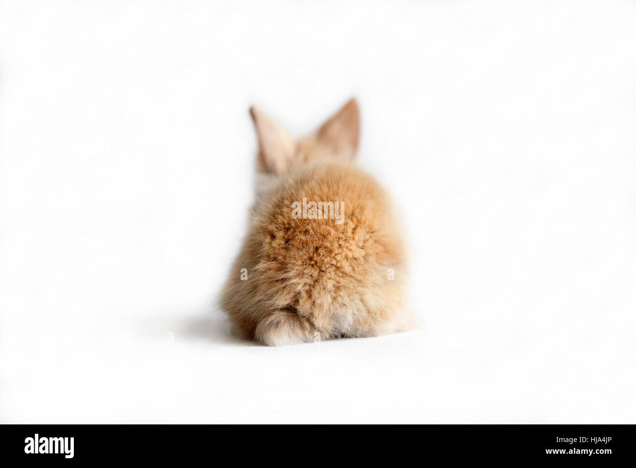 Bunny rear view Cut Out Stock Images & Pictures - Alamy