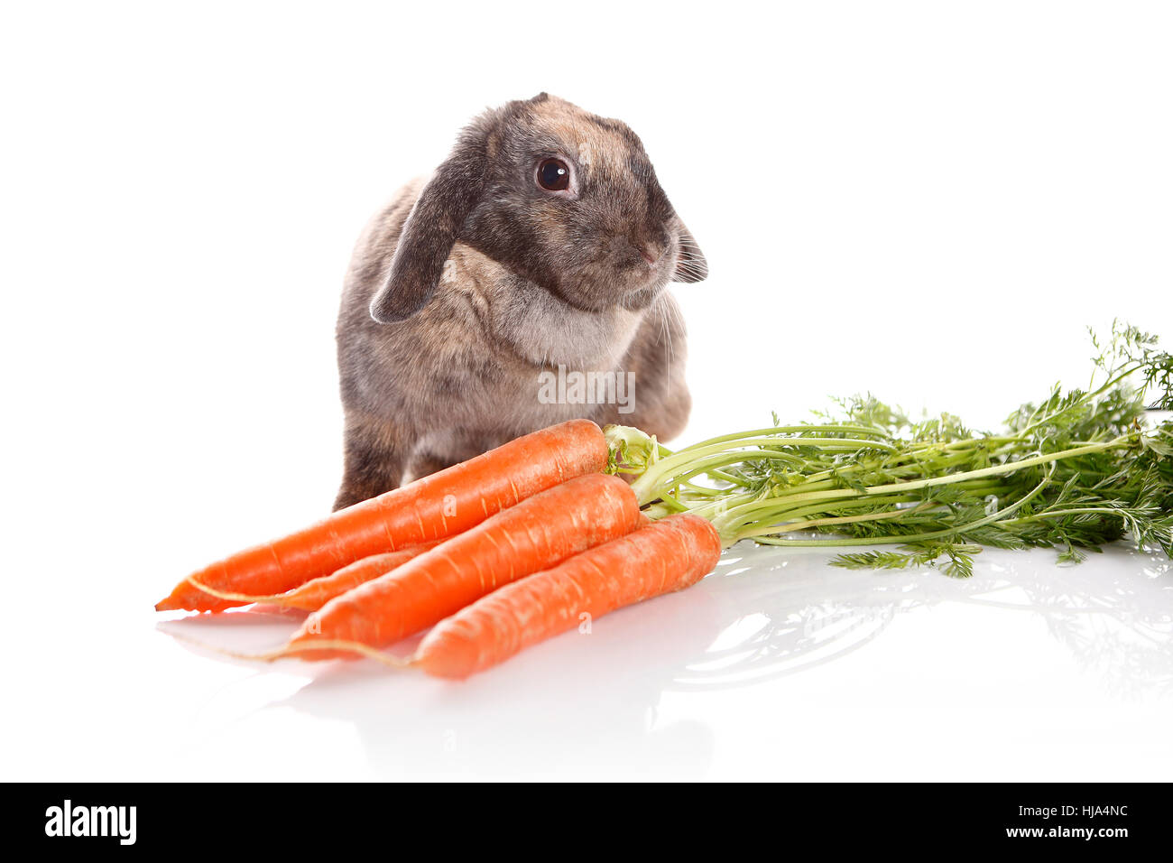 pet, green, hare, carrots, carrot, orange, bunny, food, aliment, fodder ...
