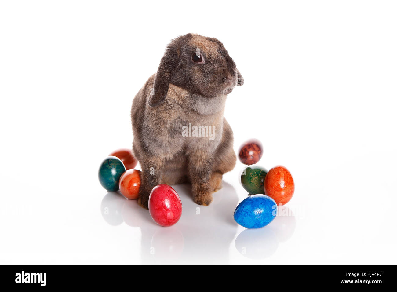 pet, mammal, coloured, colourful, gorgeous, multifarious, richly ...