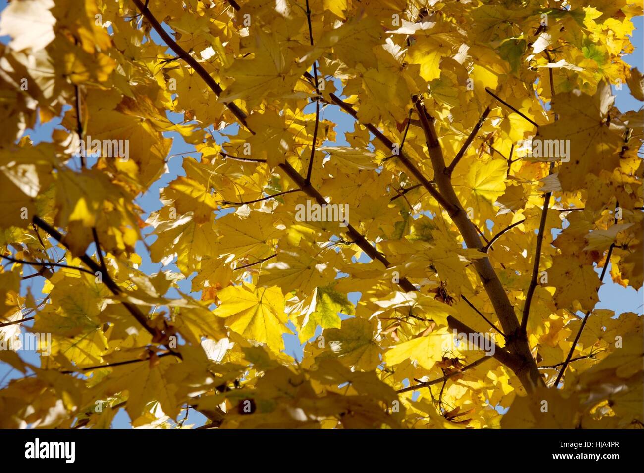 Dry yellow leaves on a tree in the autumn Stock Photo - Alamy