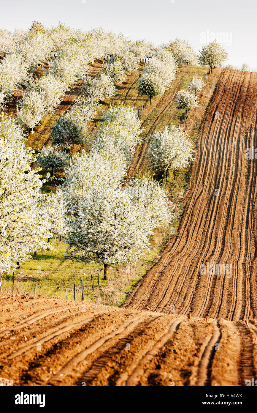 tree, europe, spring, nature, arrangement, tree, flower, plant ...