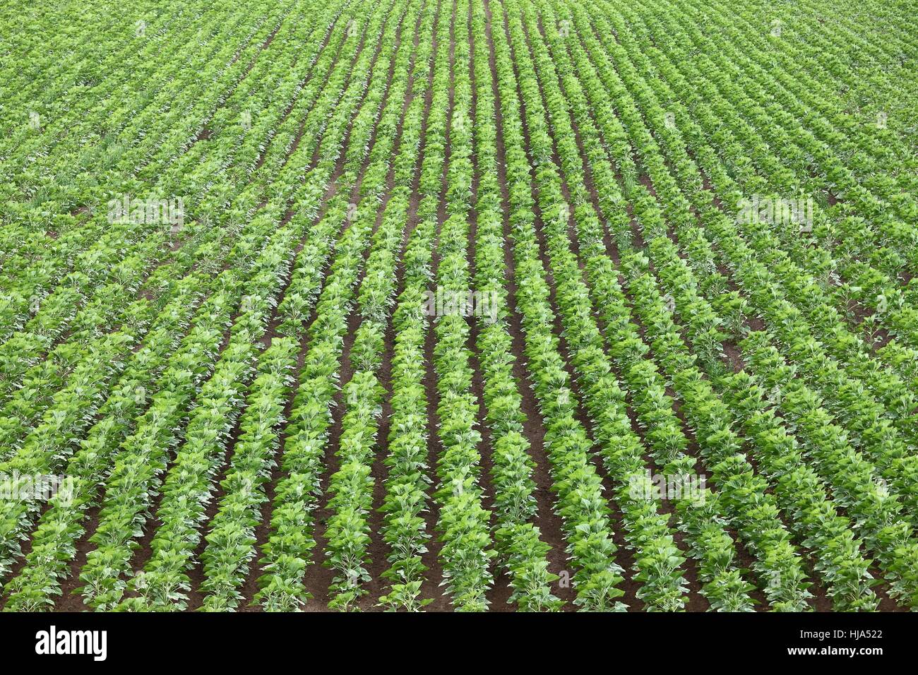 agricultural, agriculture, farming, field, growth, grow, meadow, plant ...