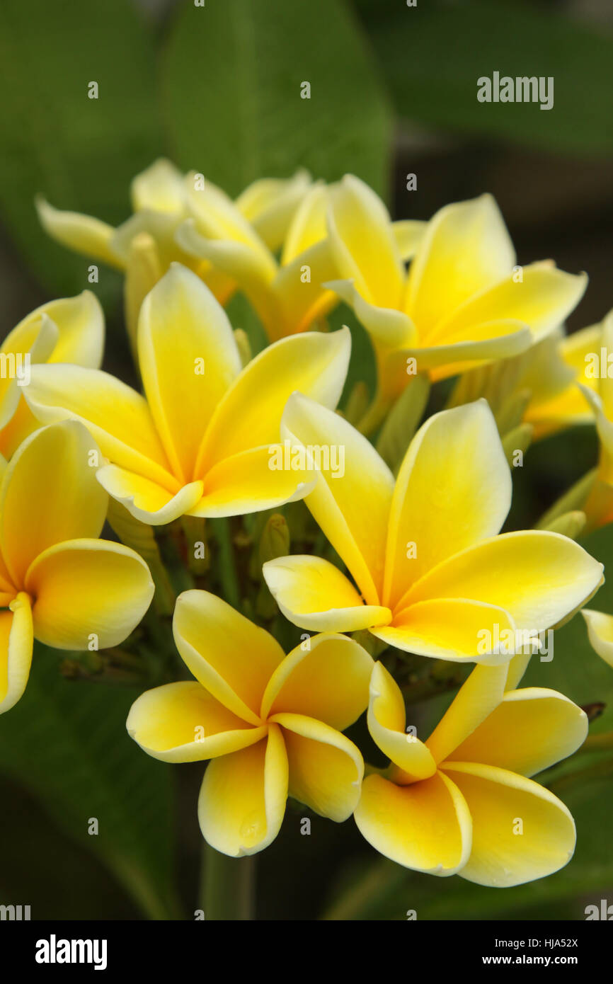 flower, plant, bloom, blossom, flourish, flourishing, nature, flower ...