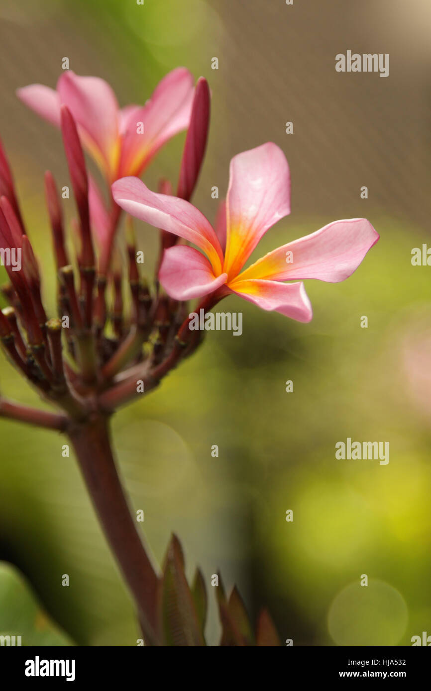 Monoi flower hi-res stock photography and images - Alamy