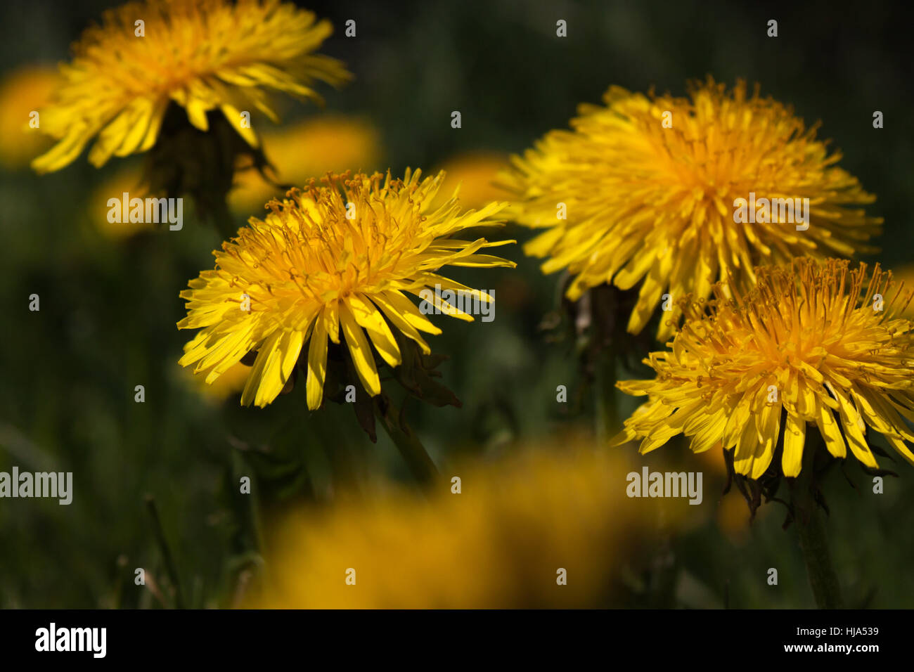 Plant of river hi-res stock photography and images - Alamy