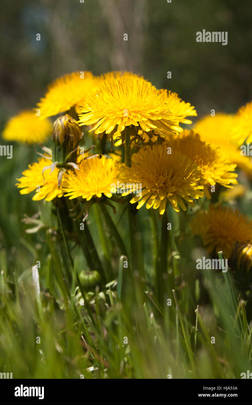 Plant of river hi-res stock photography and images - Alamy