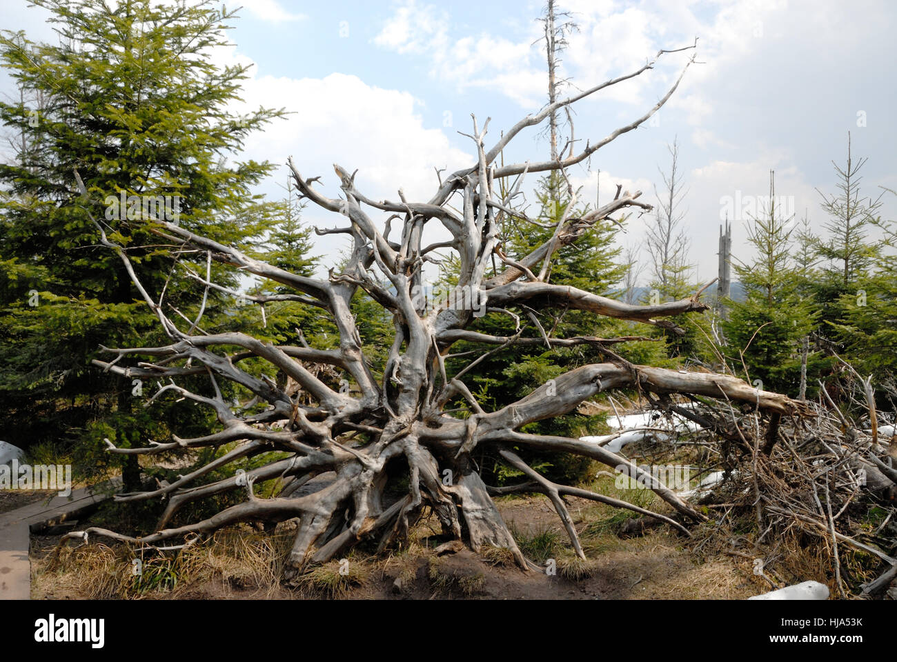 tree, root, forest, storm, gale, tree root, big, large, enormous ...