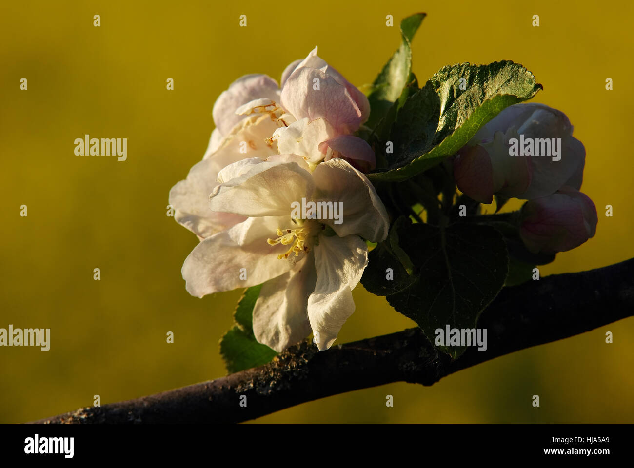 tree, bloom, blossom, flourish, flourishing, leaves, deciduous tree ...