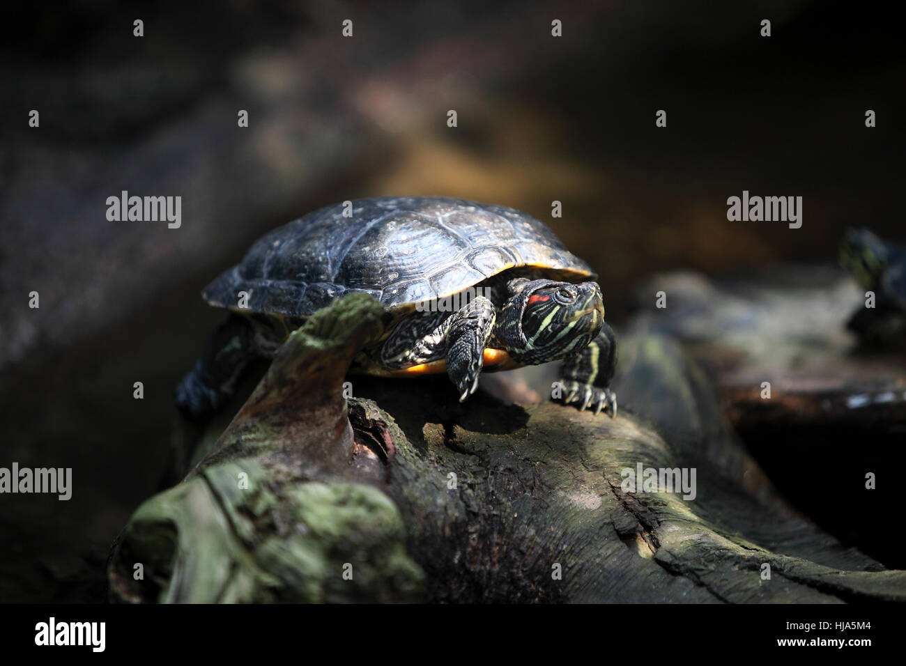 Tortoise hunt hi-res stock photography and images - Alamy