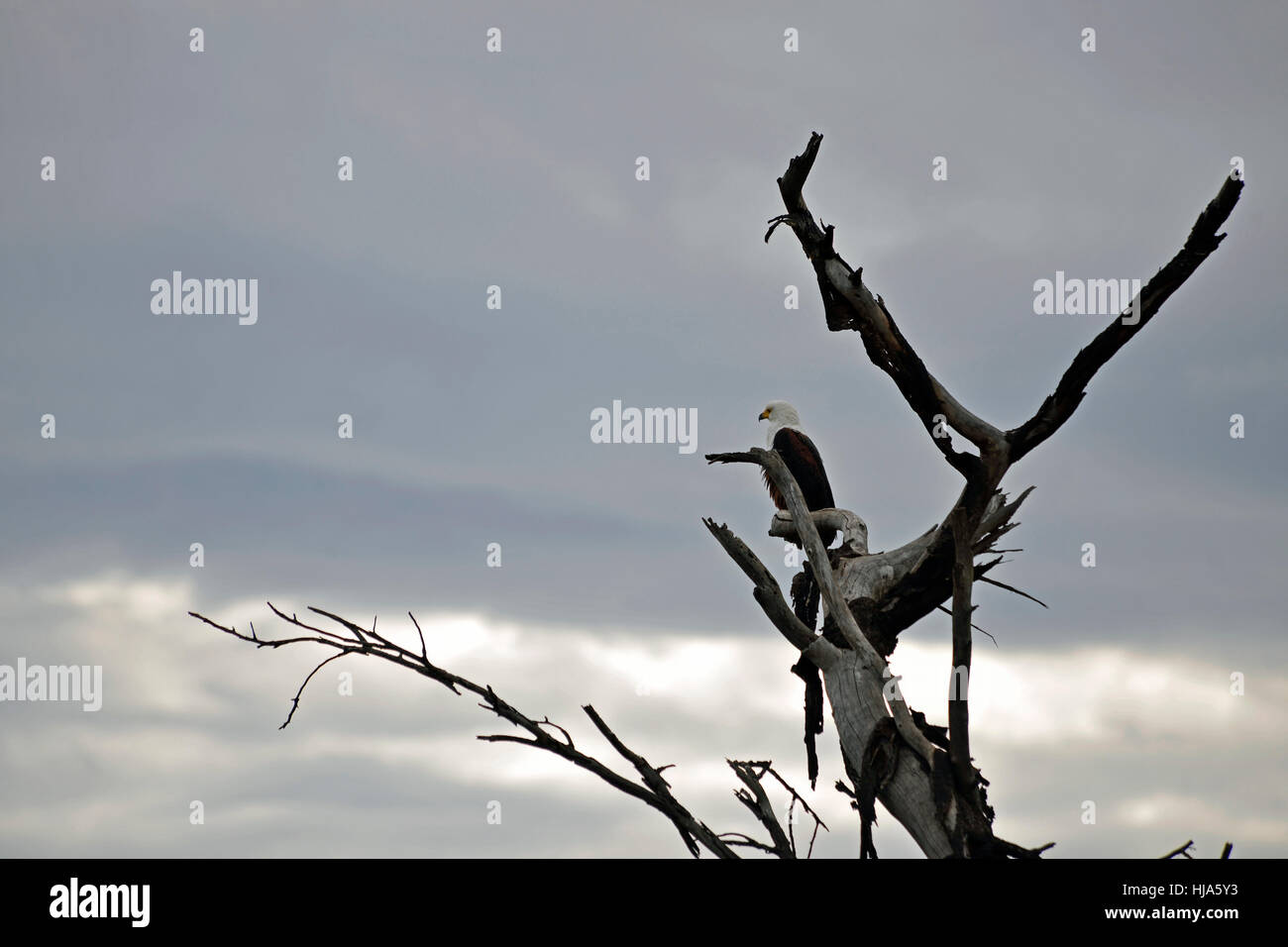 africa, kenya, raptor, safari, eagle, firmament, sky, clouds, tree ...