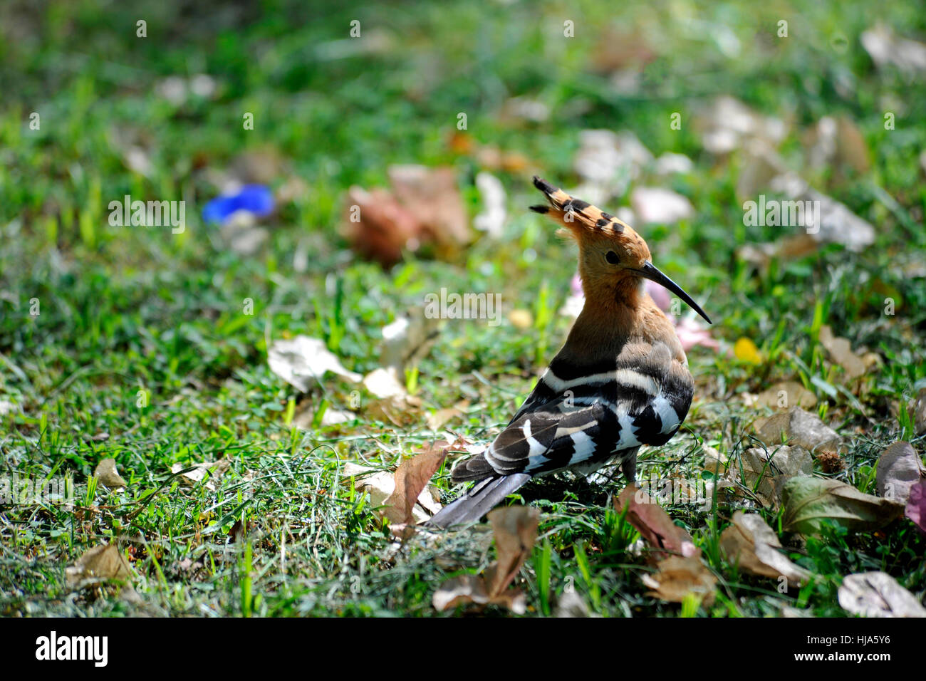 bird, africa, kenya, birds, beak, safari, beaks, meadow, fly, flies ...