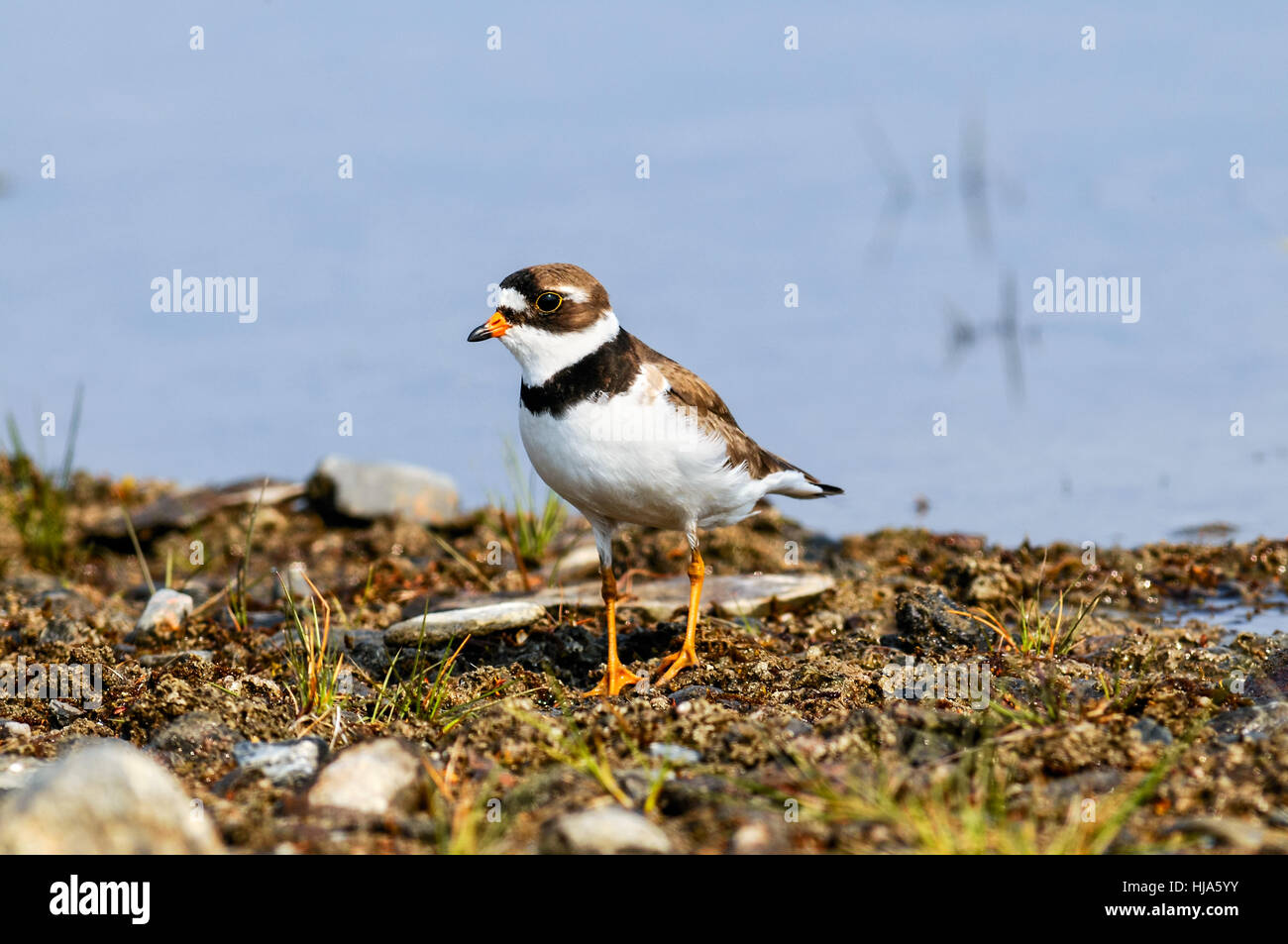 bird, birds, summer, summerly, outdoor, plover, alaska, water, nature ...