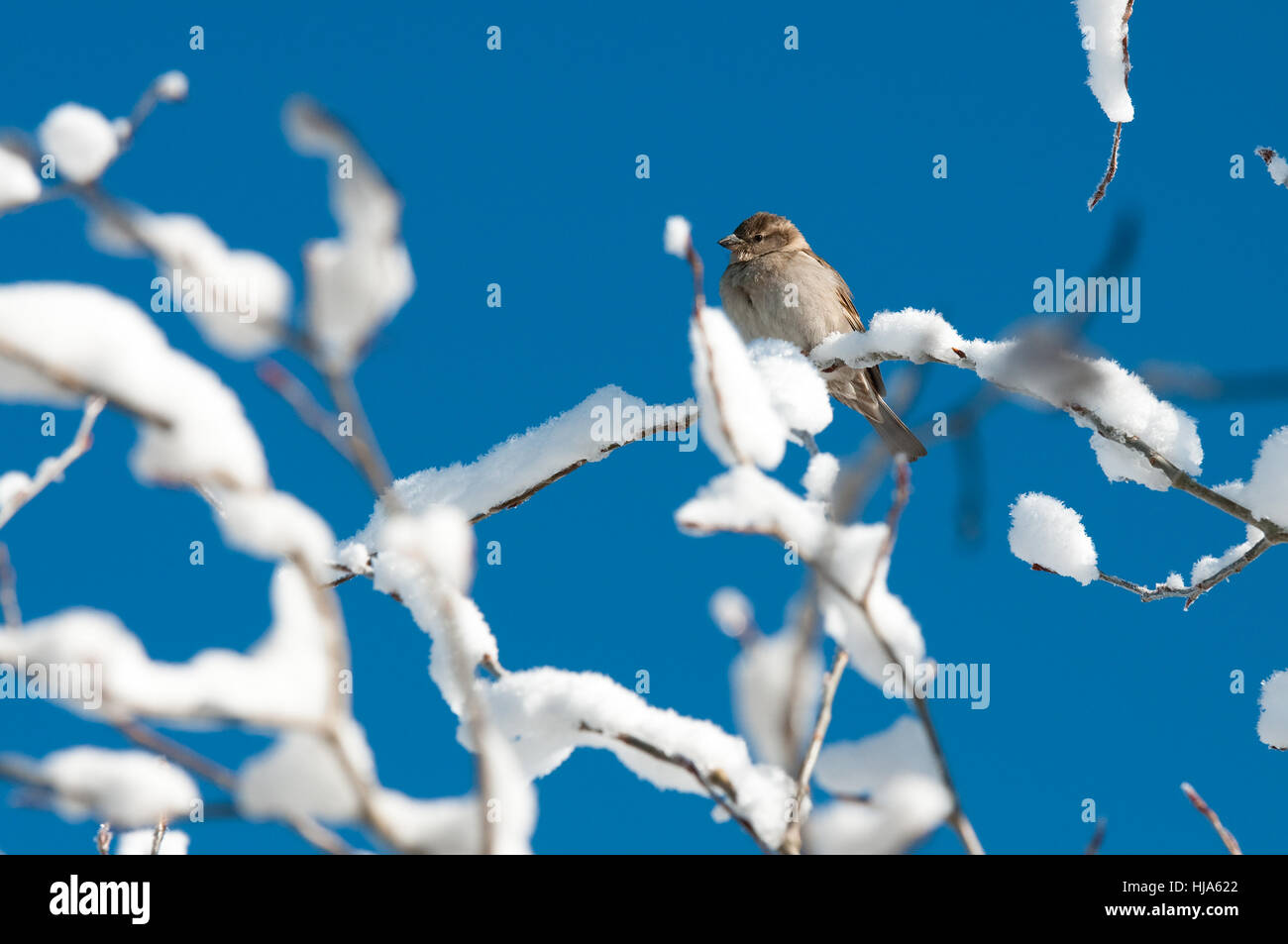 tree, winter, animal, bird, snow, coke, cocaine, material, drug ...