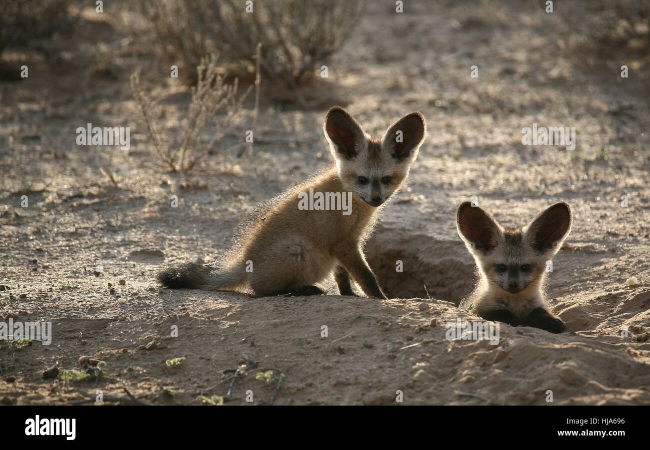 Foxes ears hi-res stock photography and images - Alamy