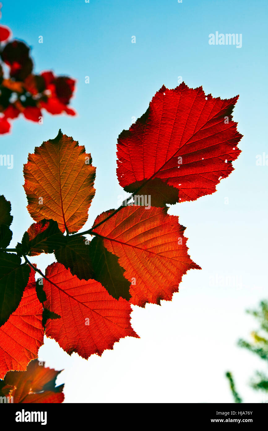 detail, leaves, filbert, hazelnut, firmament, sky, backdrop, background ...