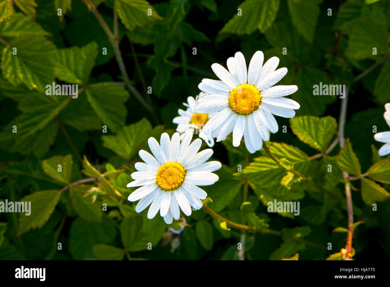 beautiful, beauteously, nice, bloom, blossom, flourish, flourishing ...