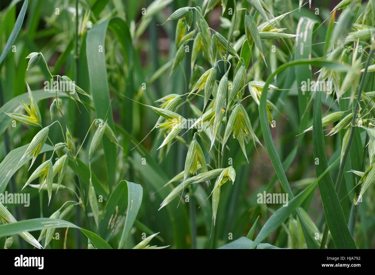 Helictotrichon planiculme, Spring oat grass Stock Photo - Alamy