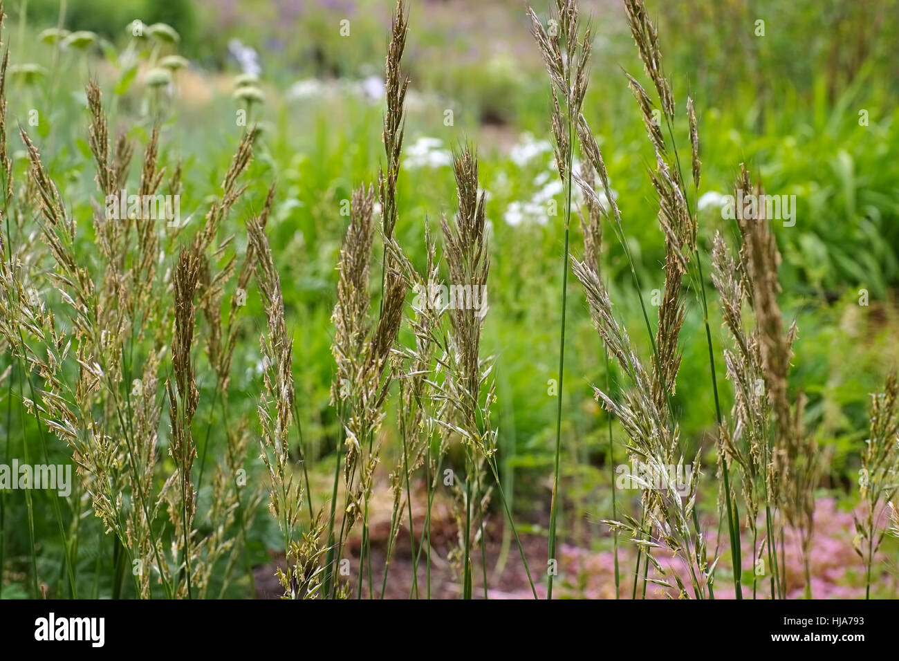 Helictotrichon planiculme, Spring oat grass Stock Photo - Alamy