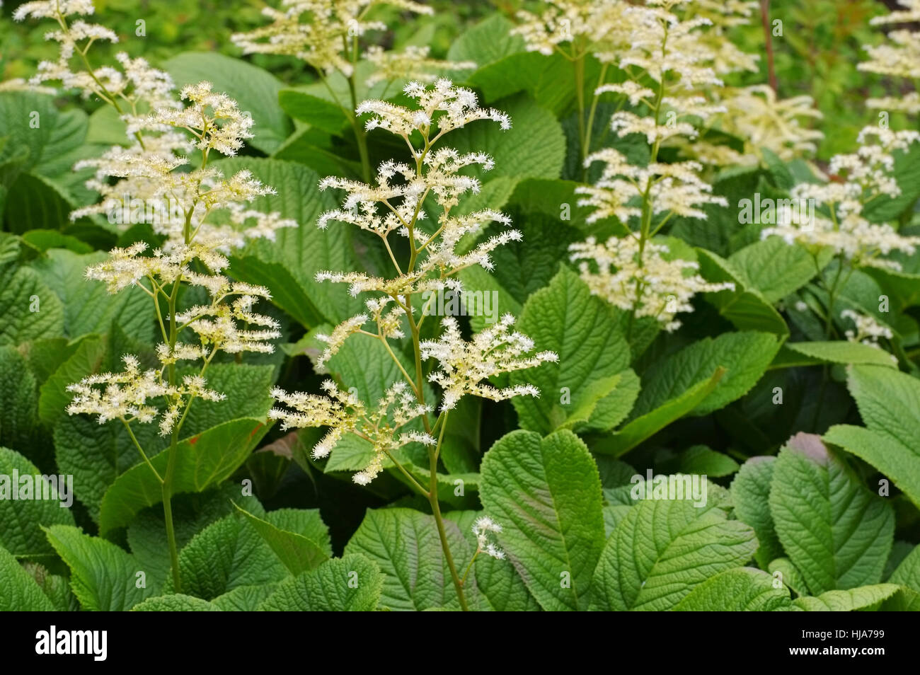 Rodgersia aesculifolia, a chestnut-leaved foliage plant Stock Photo - Alamy